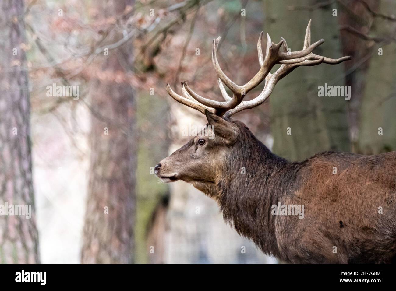 a red buck deer looking left Stock Photo - Alamy