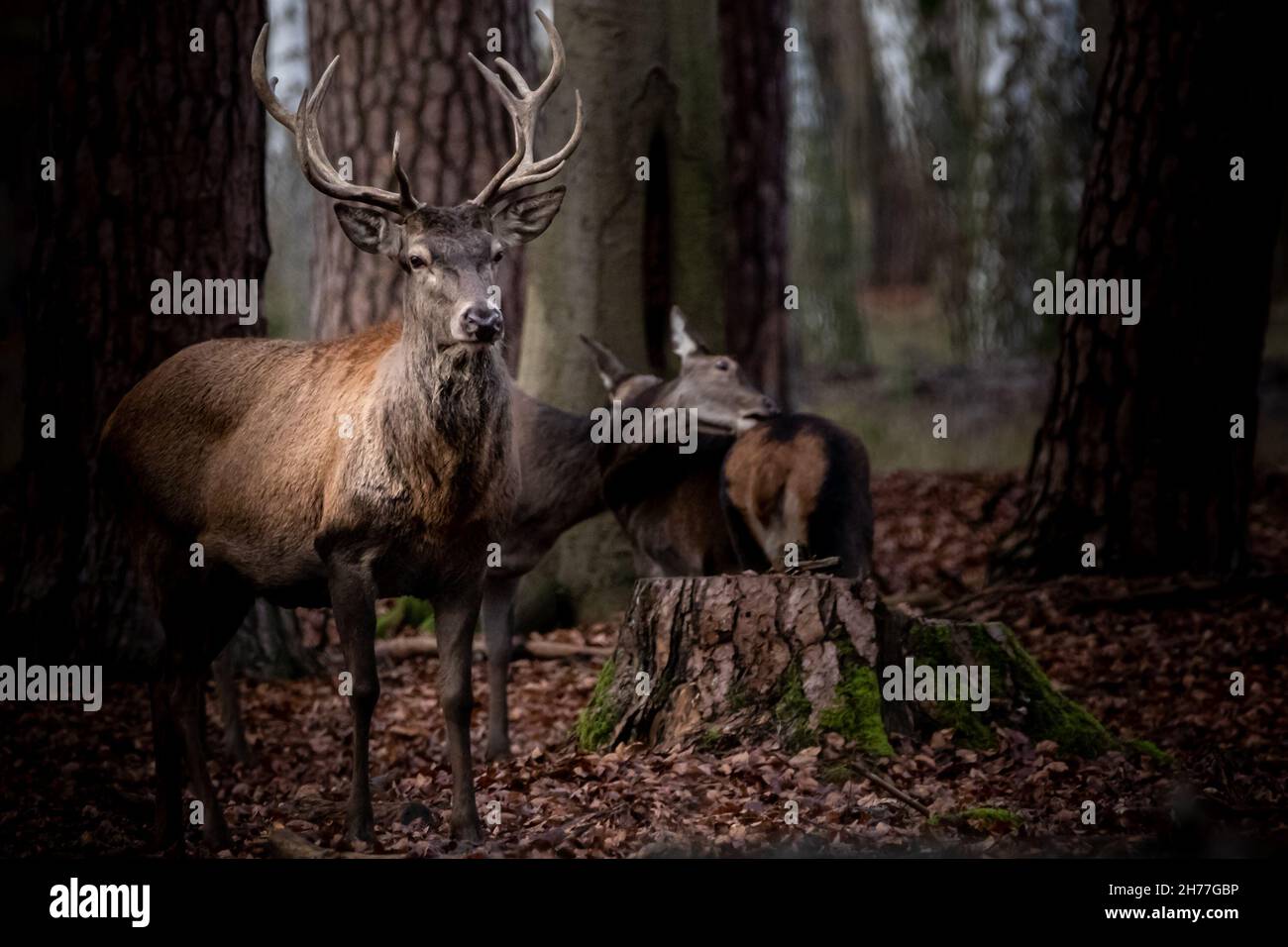 Two large buck deer hi-res stock photography and images - Alamy