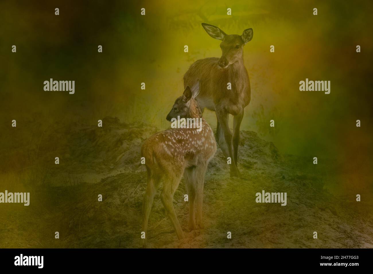 a doe and a fawn in a forest fire Stock Photo - Alamy