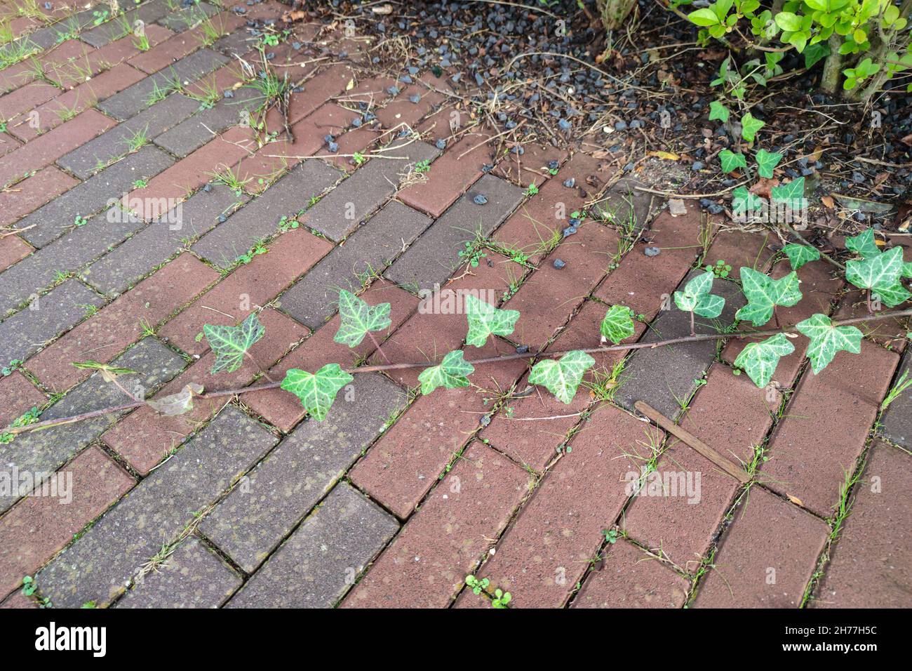 Branch of English Ivy (Hedera helix) is growing over a brick sidewalk ...