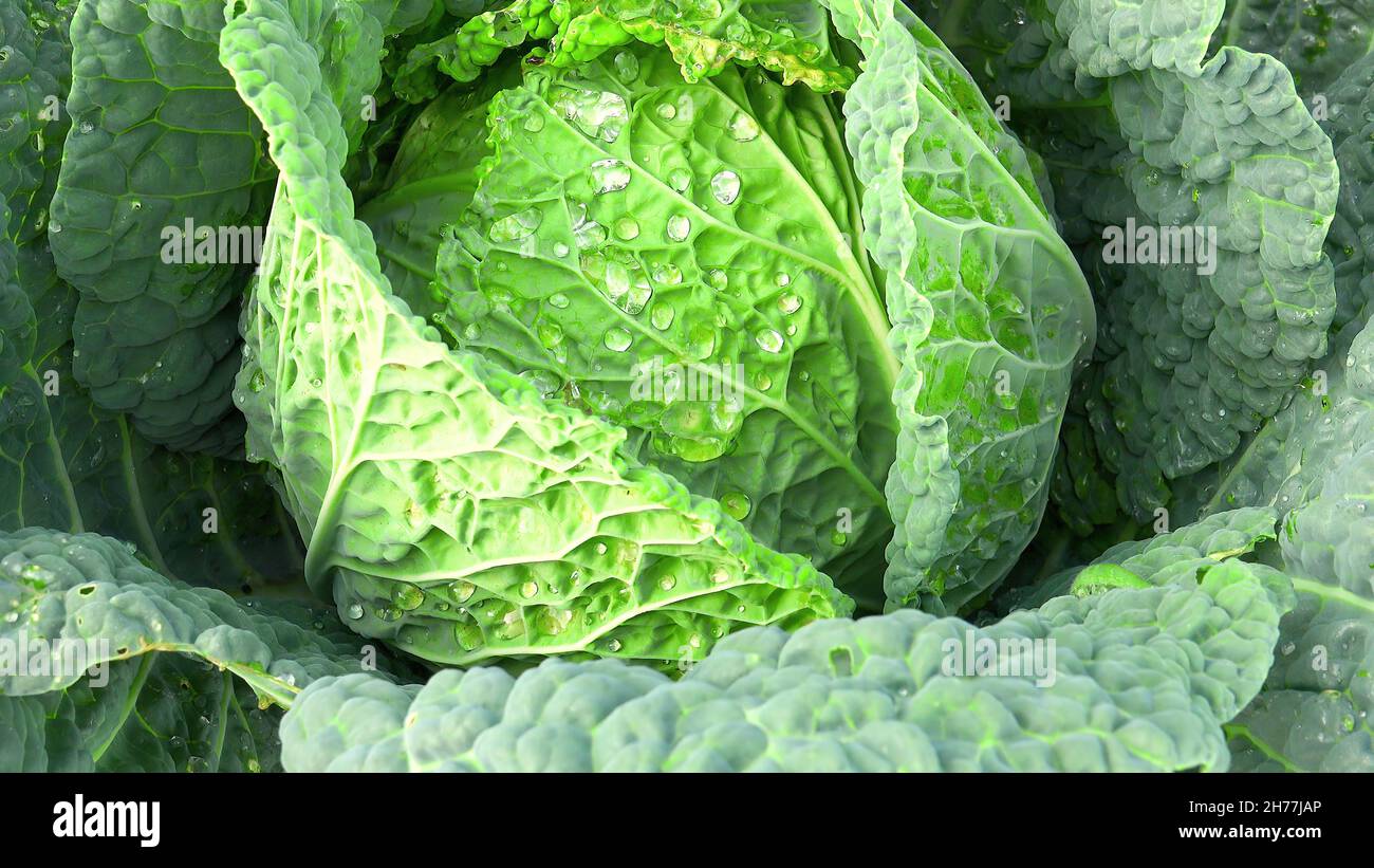 Shooting of ripening curly cabbage in the garden Stock Photo - Alamy