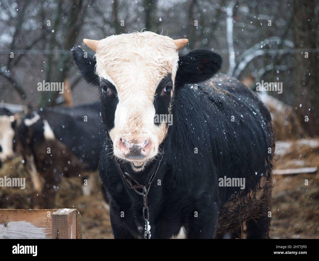 Bull under the snow. Climate change, difficult weather conditions and ...