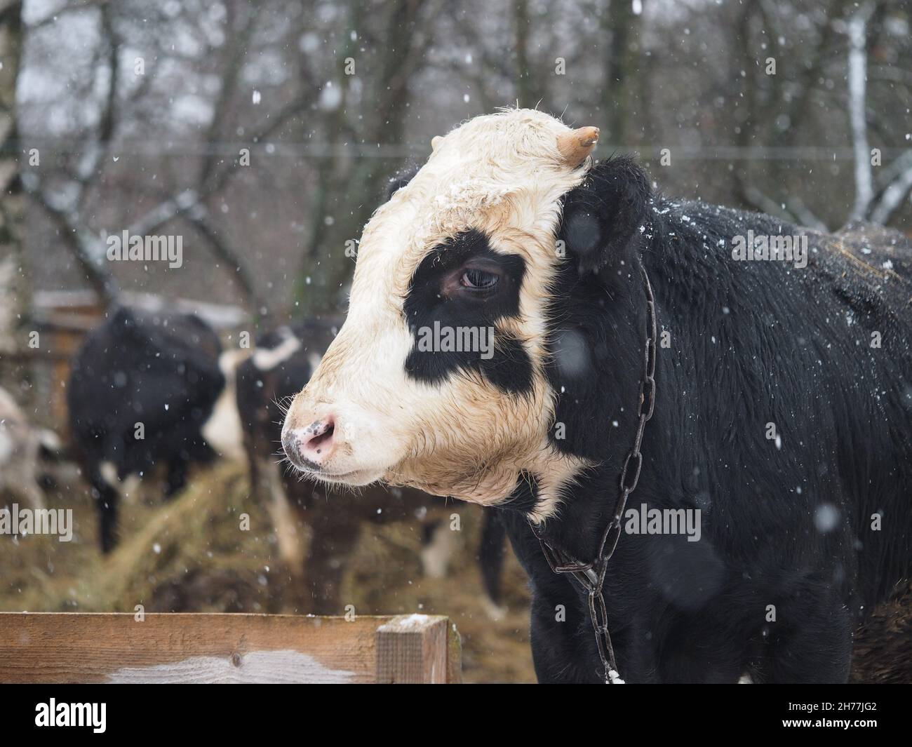 Bull under the snow. Climate change, difficult weather conditions and ...