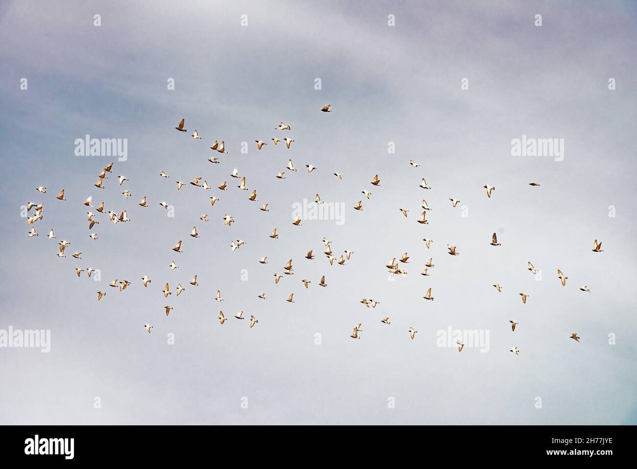 Flight of a flock of doves in the sky Stock Photo - Alamy