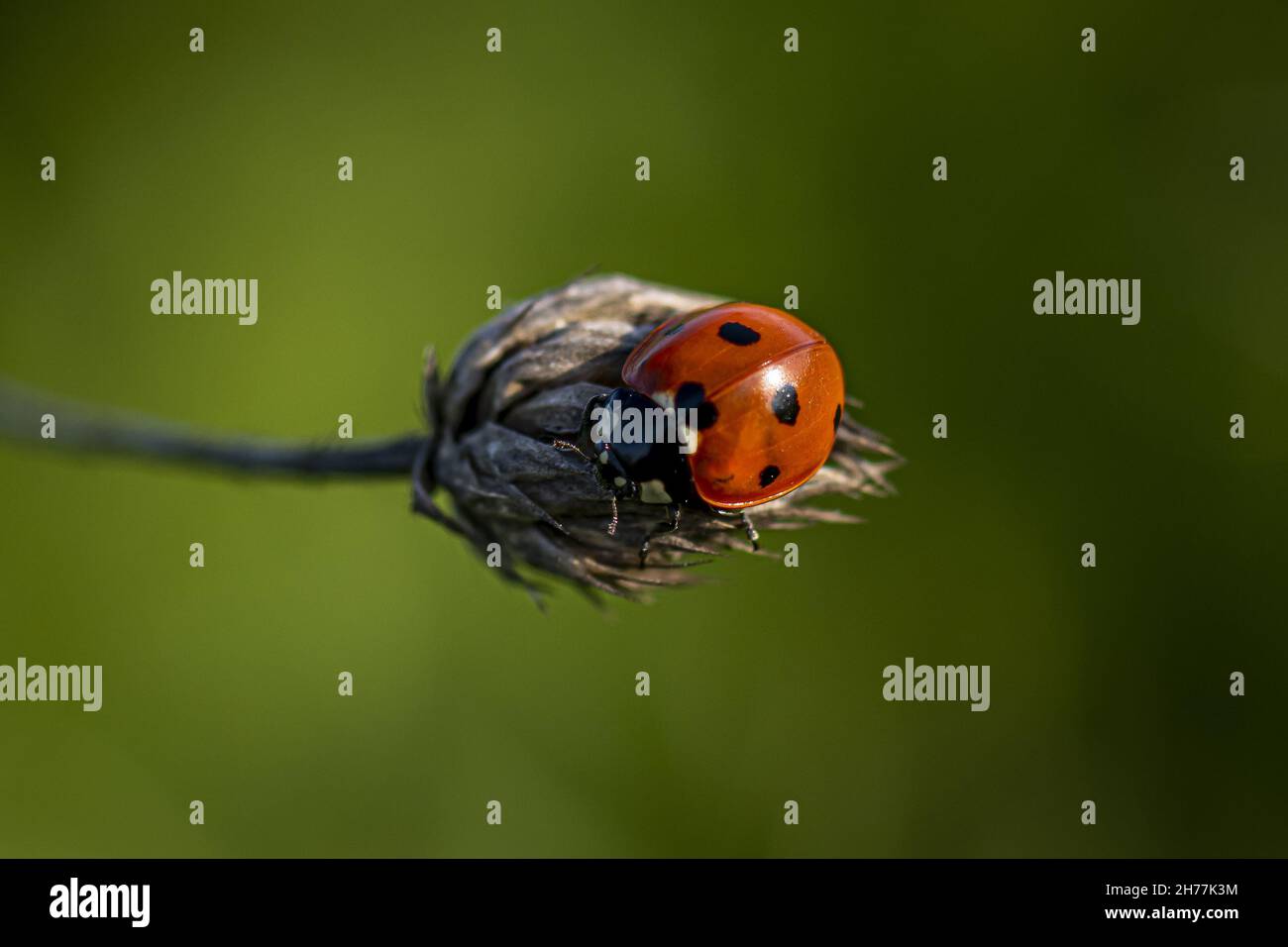 A closeup of a cute tiny ladybug standing on a small plant with a ...