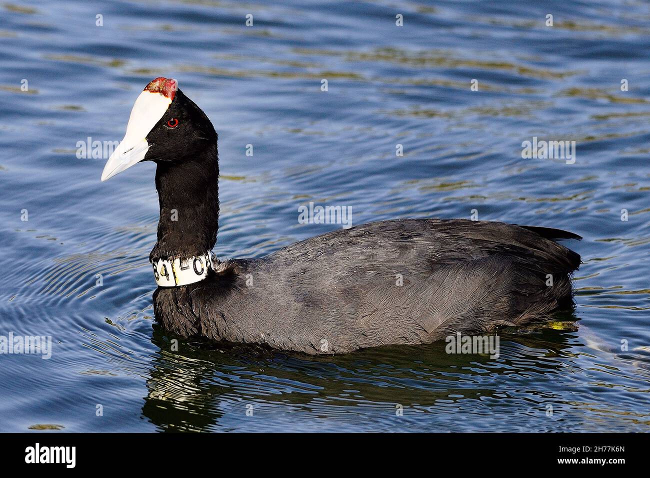 Crested coot bird hi-res stock photography and images - Alamy