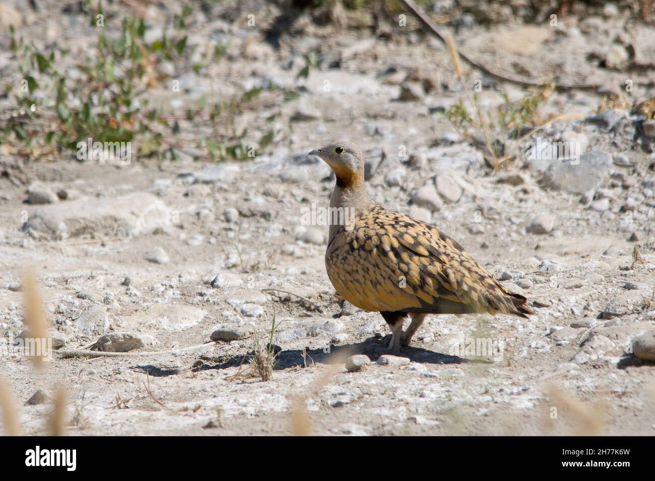 Birds in their natural environment and in their environment Stock Photo ...