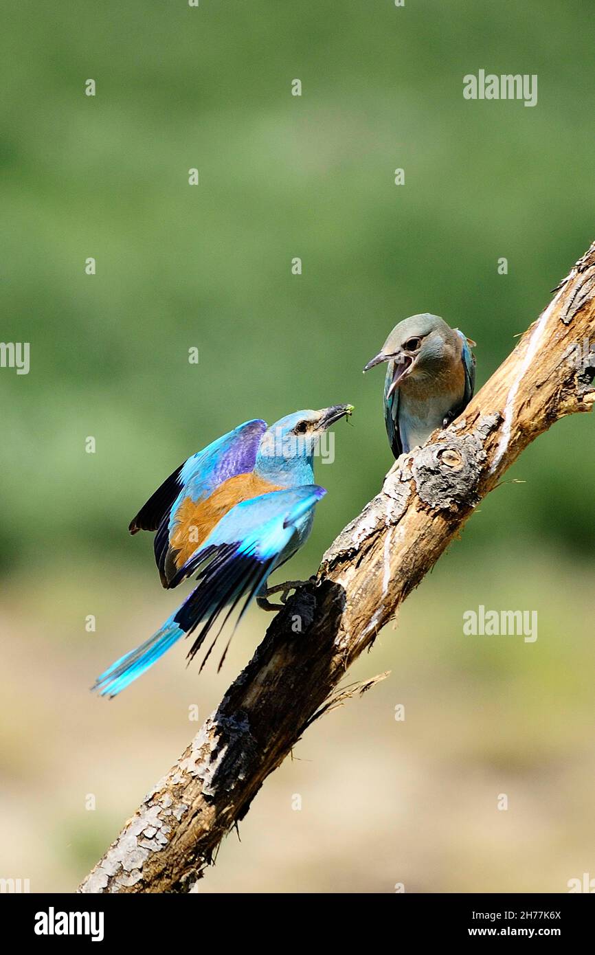 Birds in their natural environment and in their environment Stock Photo ...