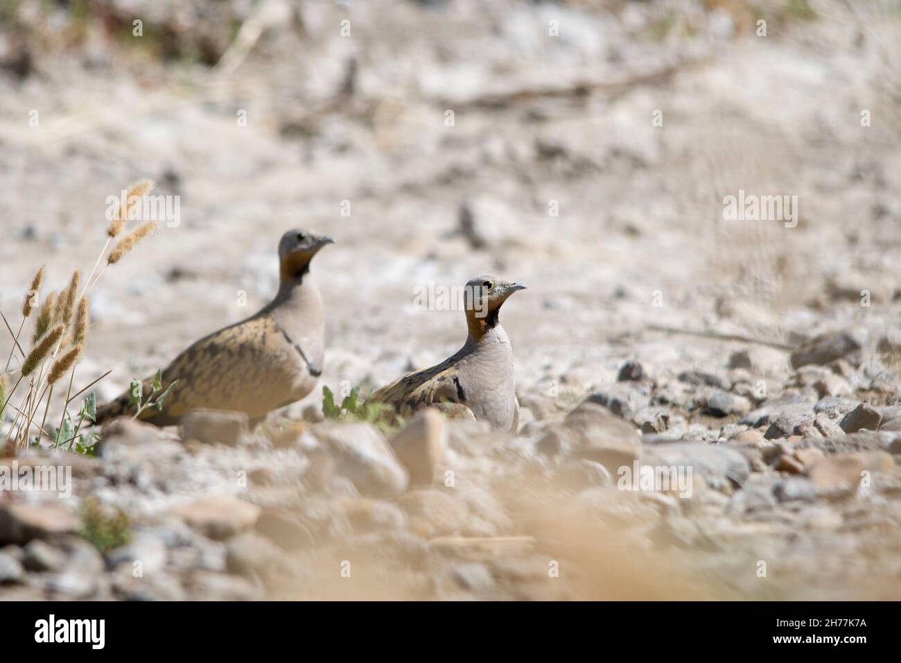 Birds in their natural environment and in their environment Stock Photo ...