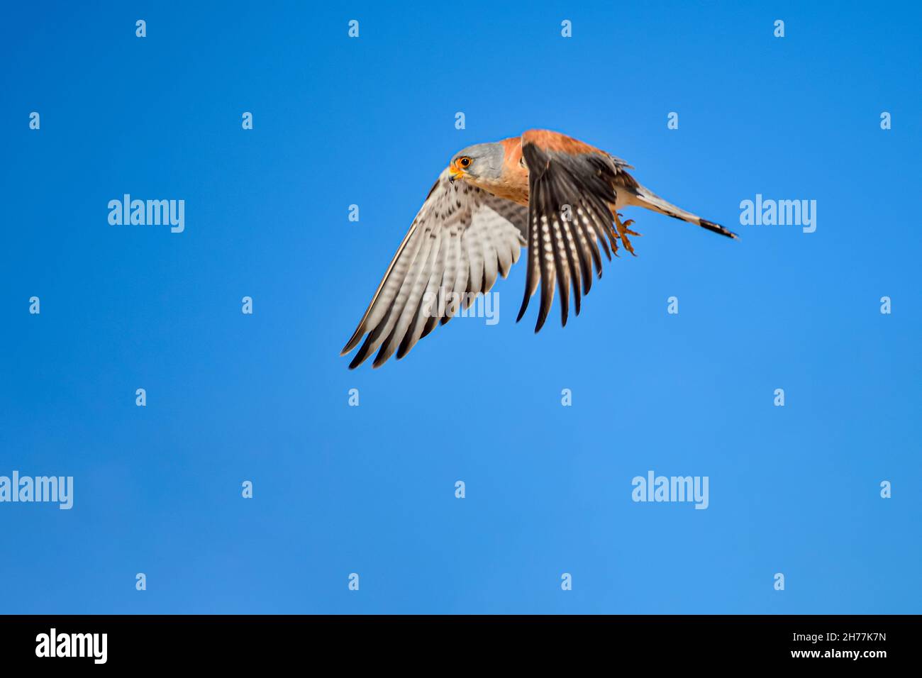 Birds in their natural environment and in their environment Stock Photo ...