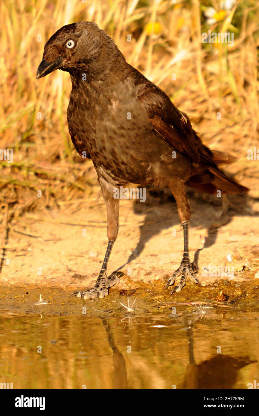 Birds in their natural environment and in their environment Stock Photo ...
