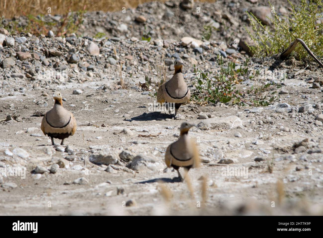 Birds in their natural environment and in their environment Stock Photo ...