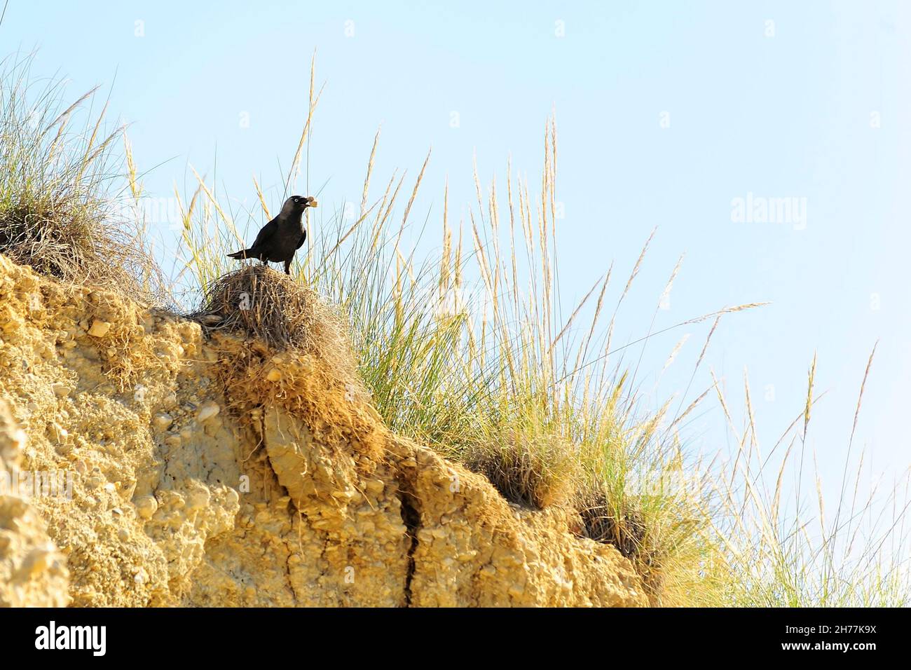 Birds in their natural environment and in their environment Stock Photo ...