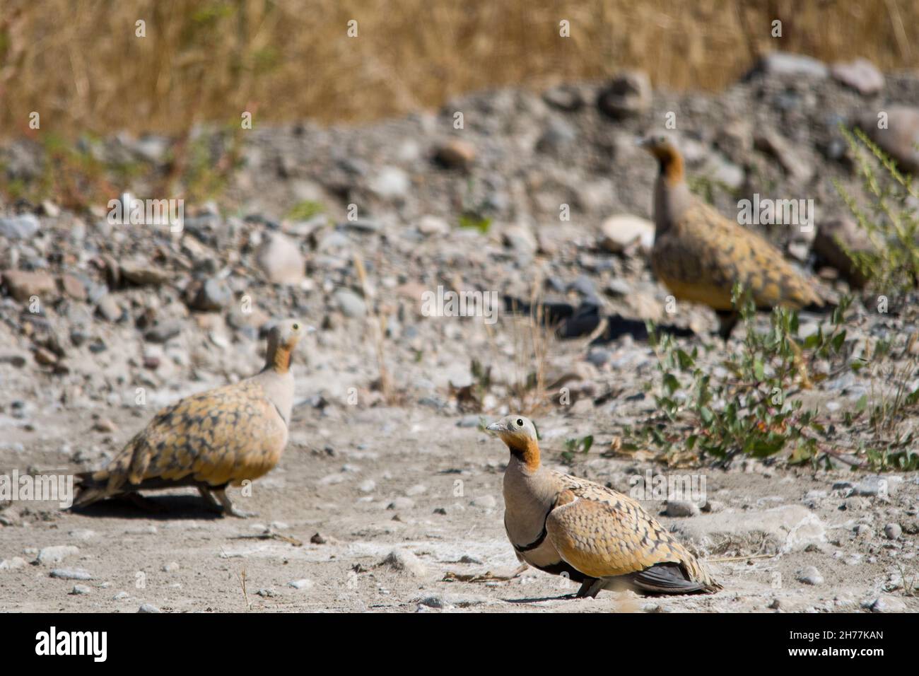 Birds in their natural environment and in their environment Stock Photo ...