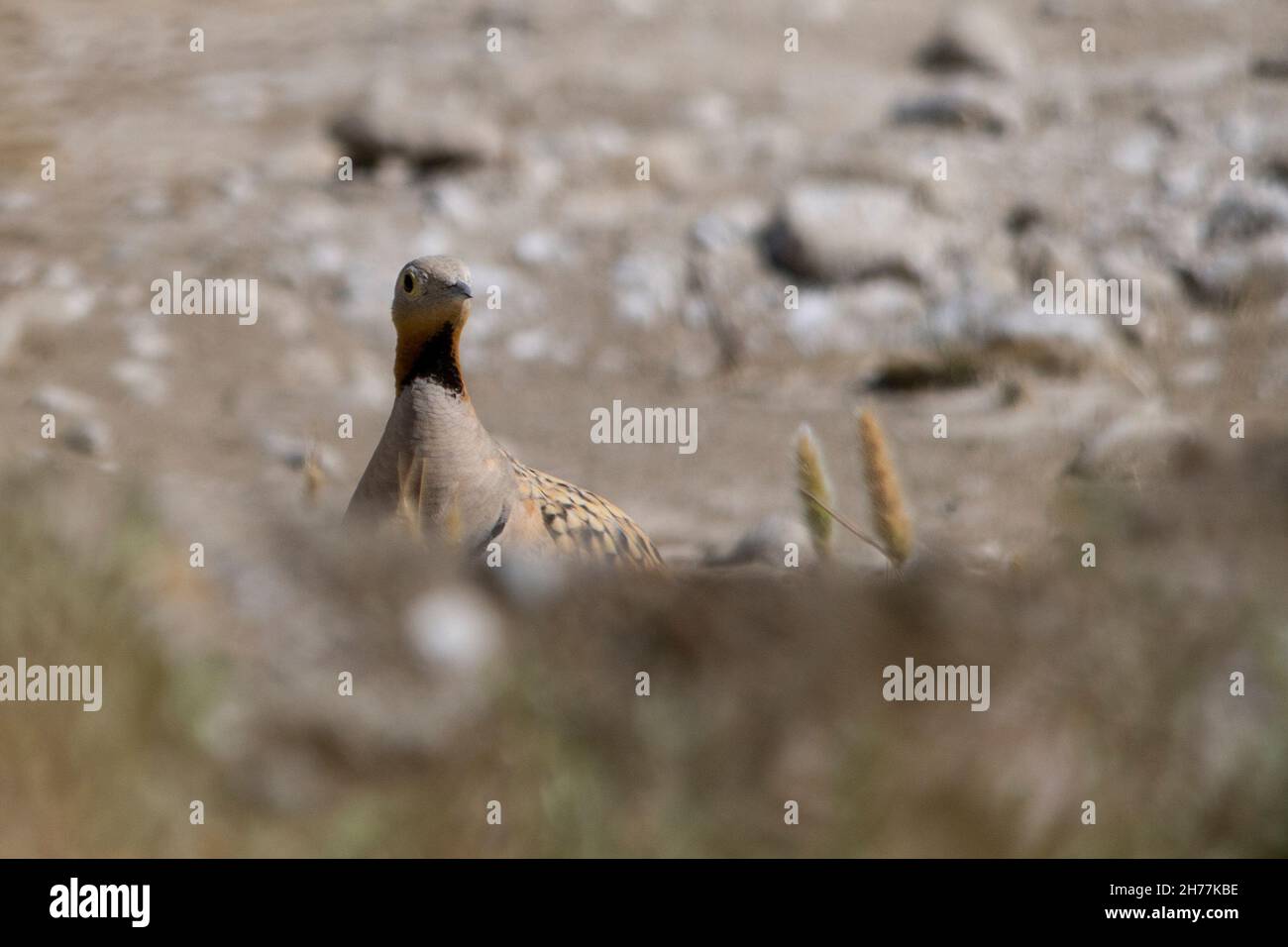 Birds in their natural environment and in their environment Stock Photo ...