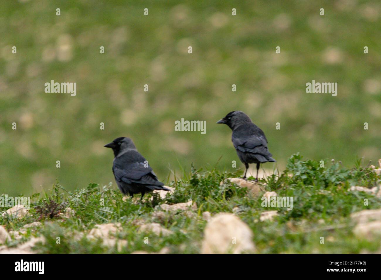 Birds in their natural environment and in their environment Stock Photo ...
