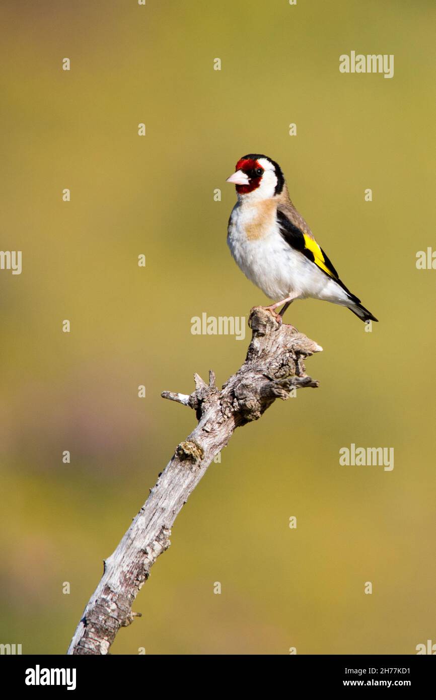 Birds in their natural environment and in their environment Stock Photo ...