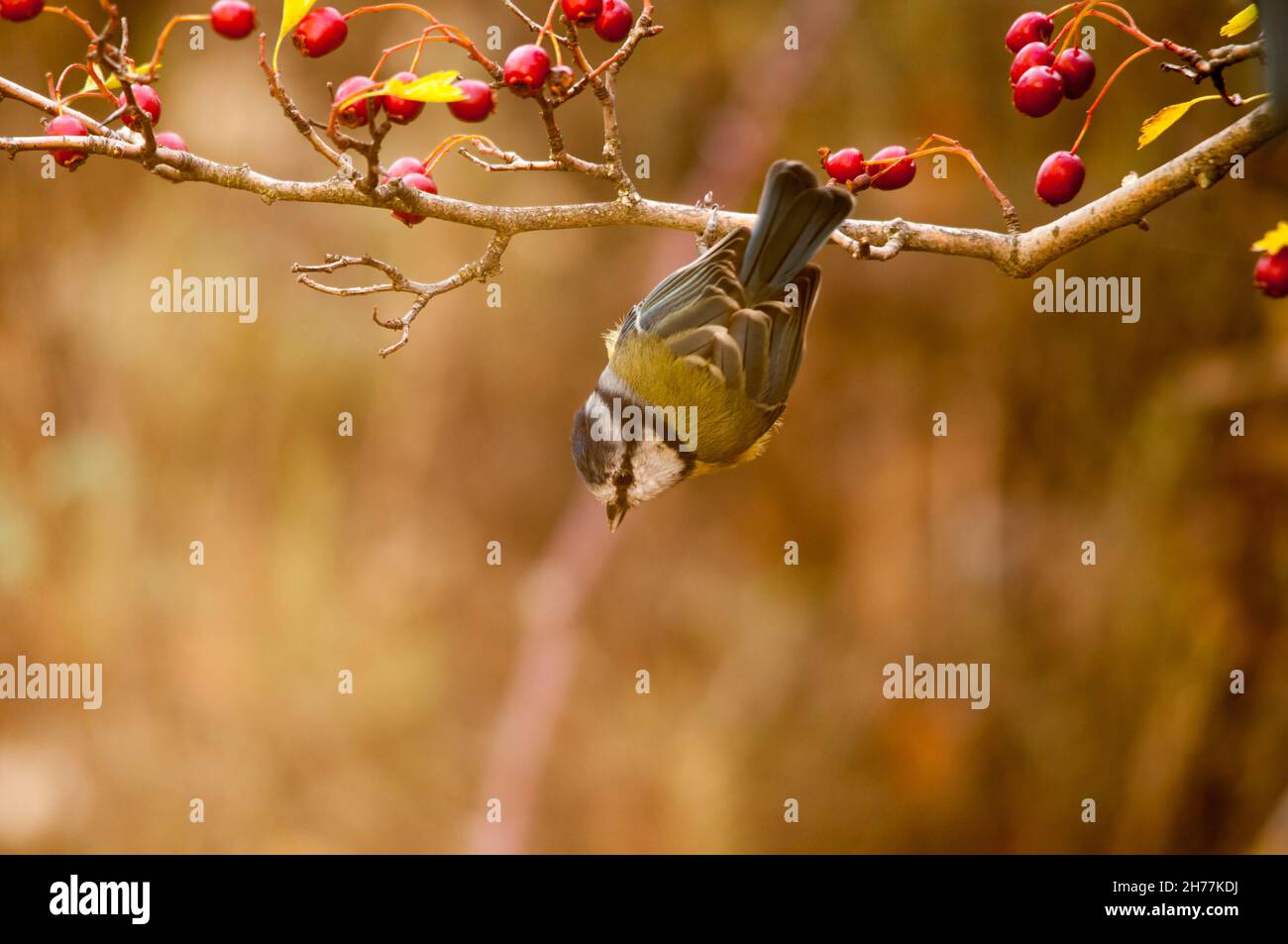 Birds in their natural environment and in their environment Stock Photo ...