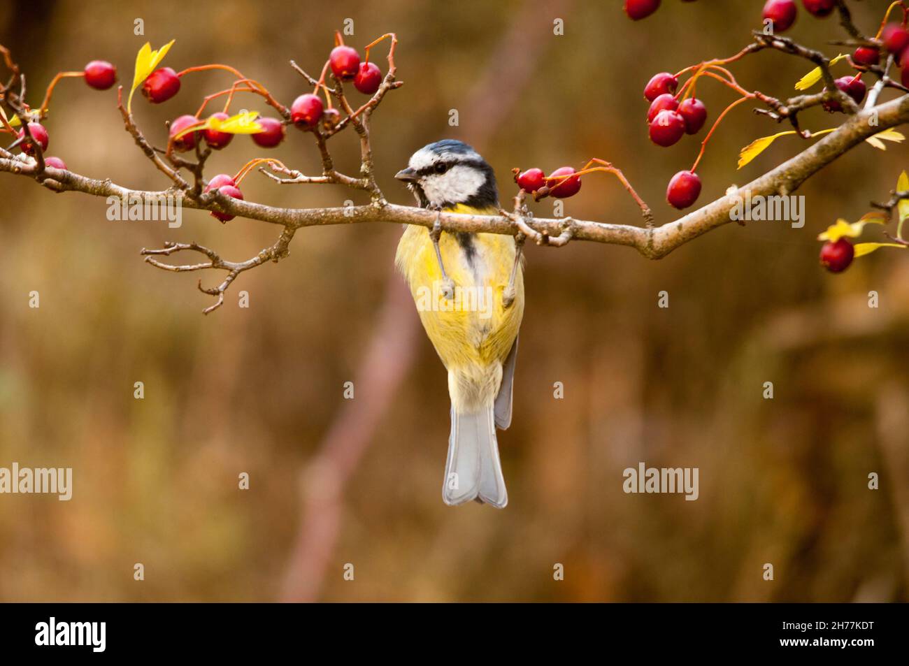 Birds in their natural environment and in their environment Stock Photo ...