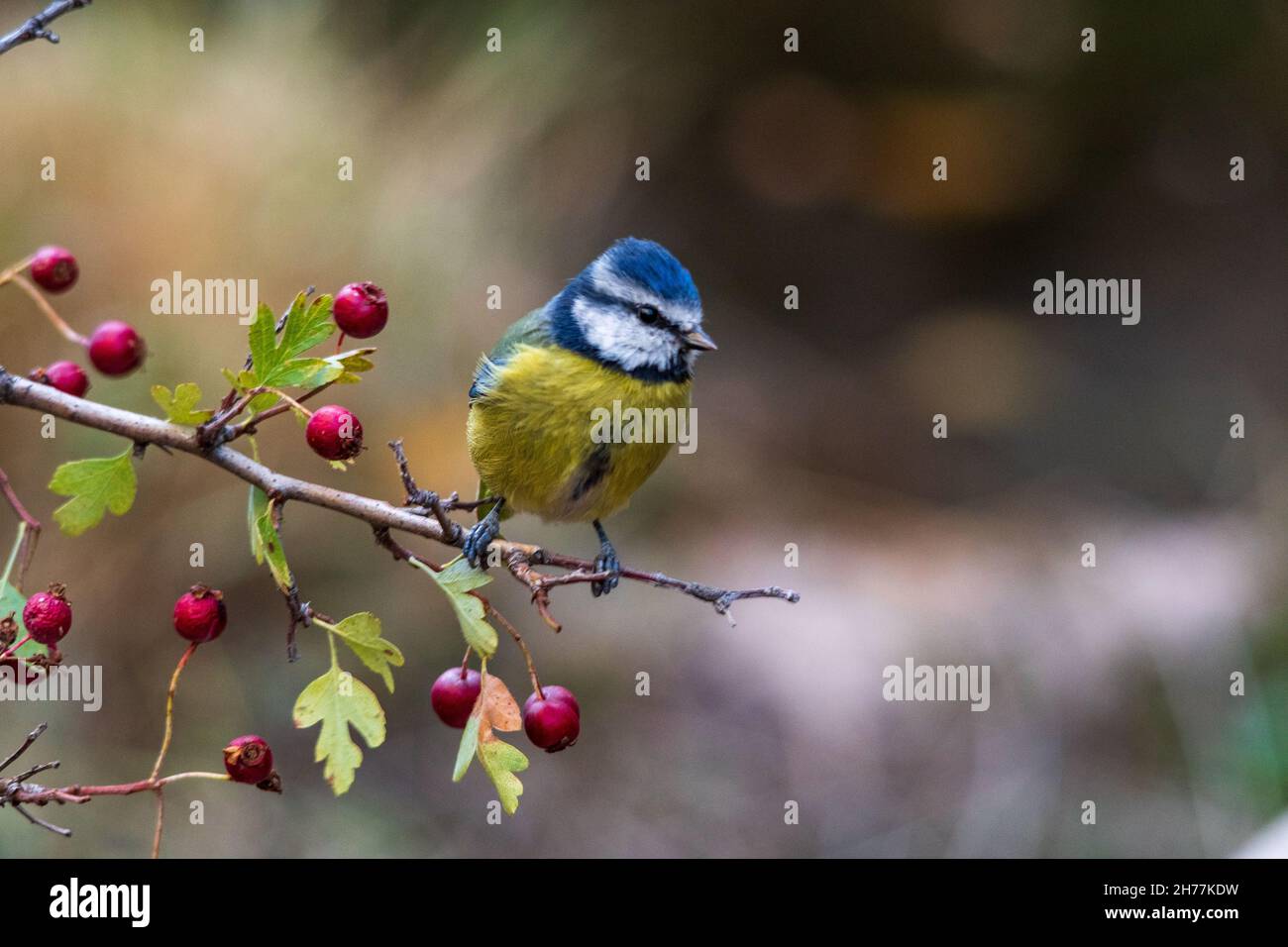 Birds in their natural environment and in their environment Stock Photo ...