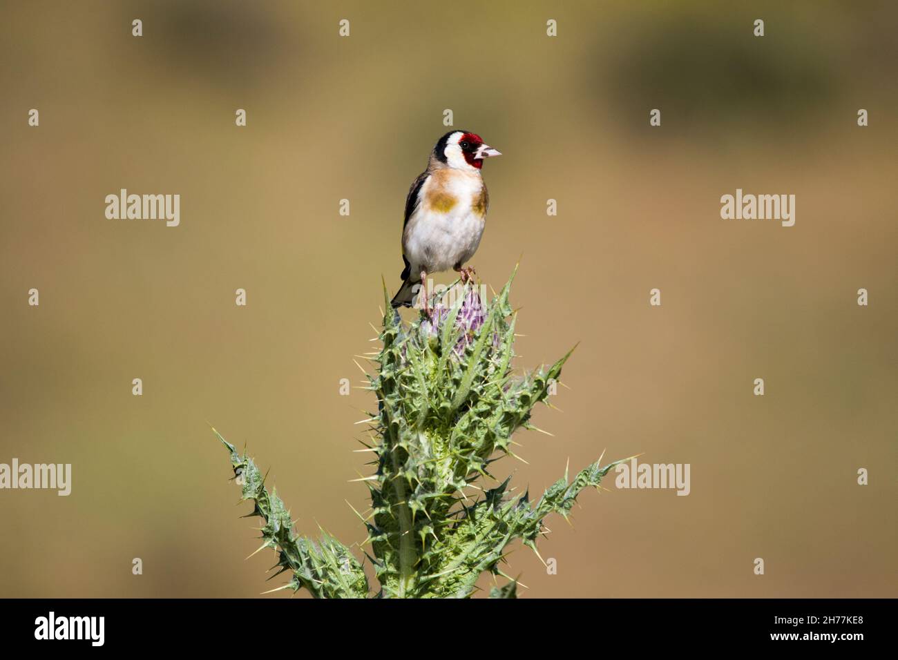 Birds in their natural environment and in their environment Stock Photo ...