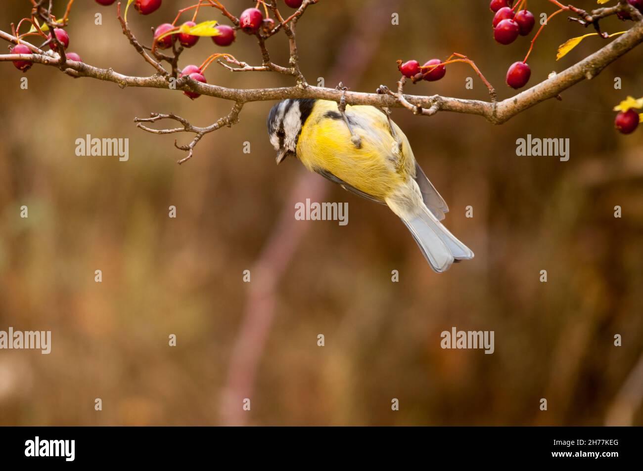 Birds in their natural environment and in their environment Stock Photo ...