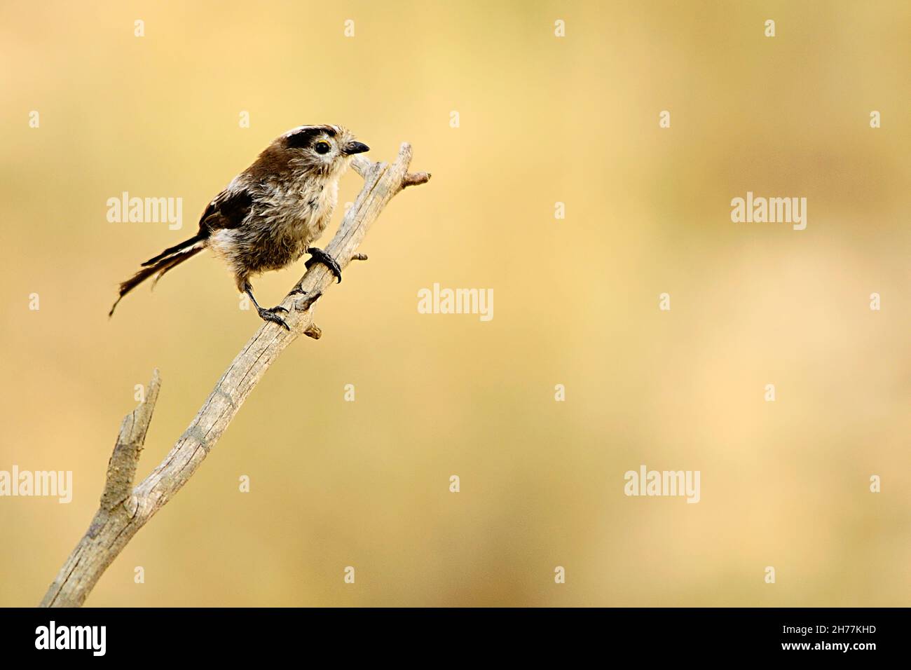 Birds in their natural environment and in their environment Stock Photo ...