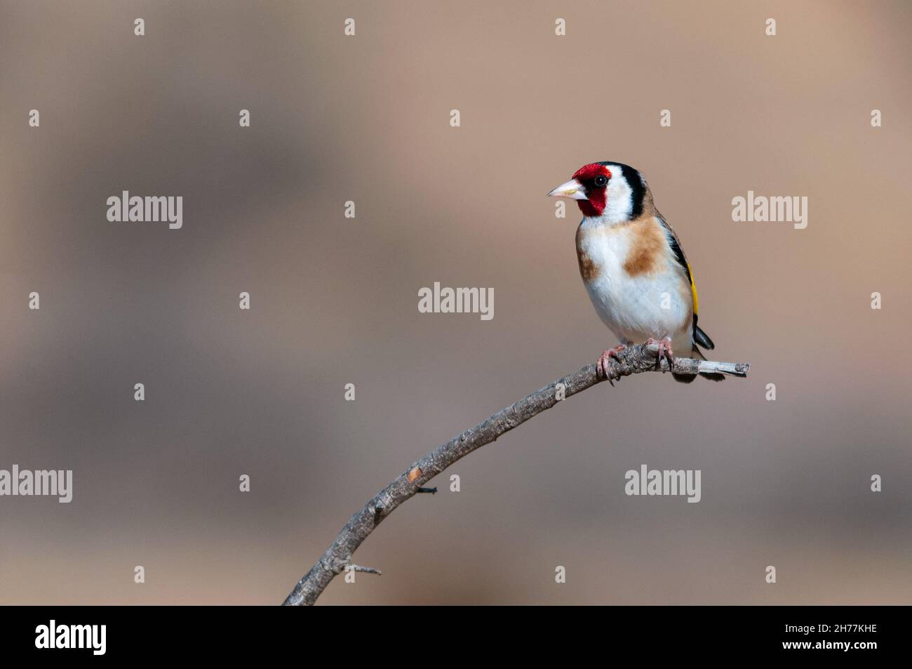 Birds in their natural environment and in their environment Stock Photo ...