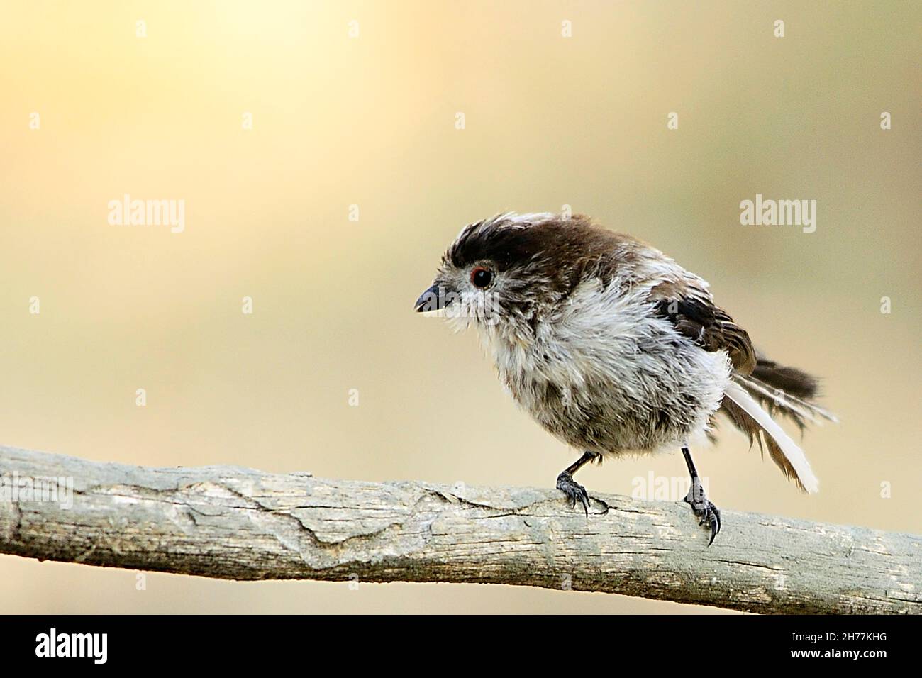 Birds in their natural environment and in their environment Stock Photo ...