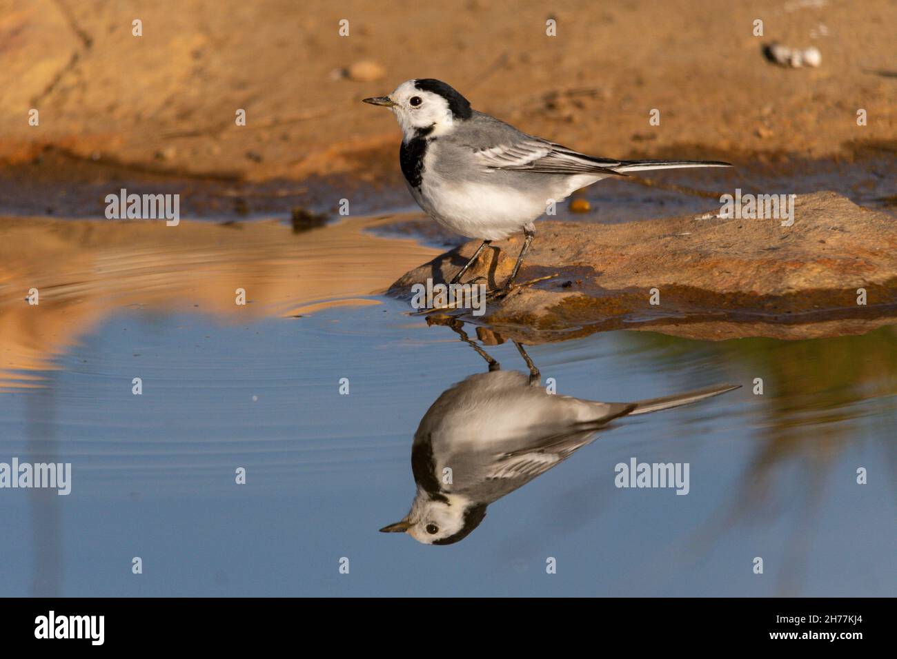 Birds in their natural environment and in their environment Stock Photo ...