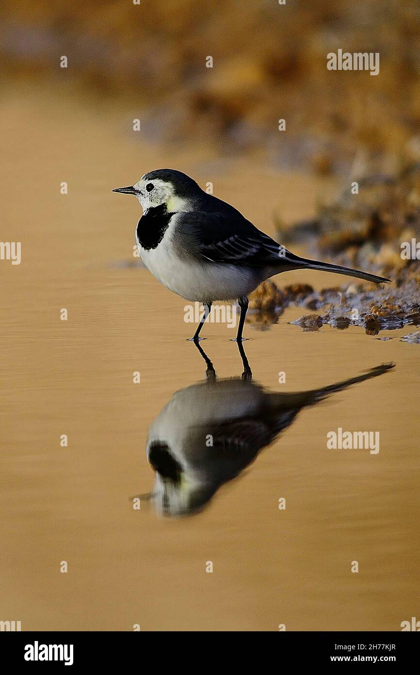 Young gray wagtail hi-res stock photography and images - Alamy