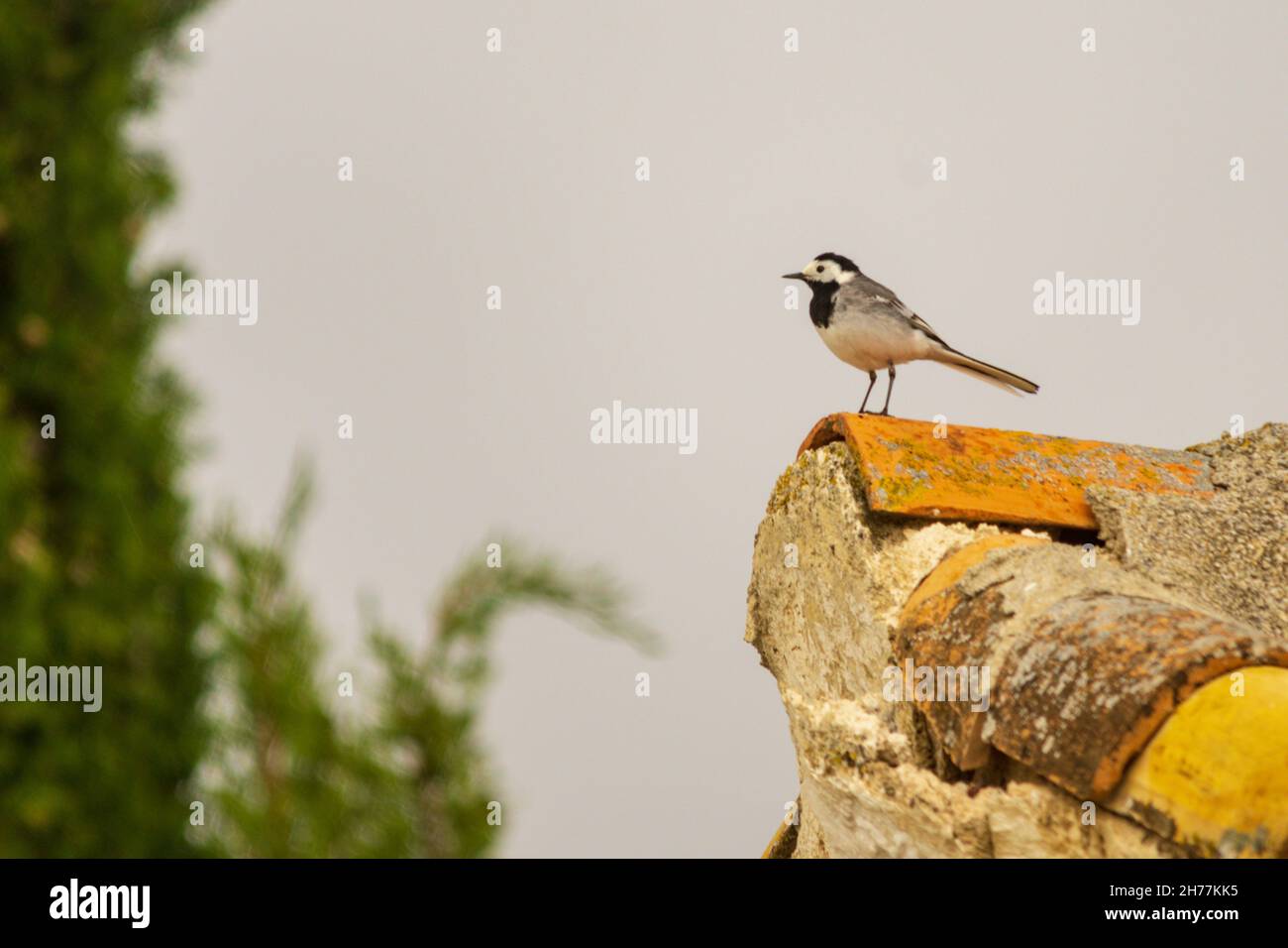 Birds in their natural environment and in their environment Stock Photo ...