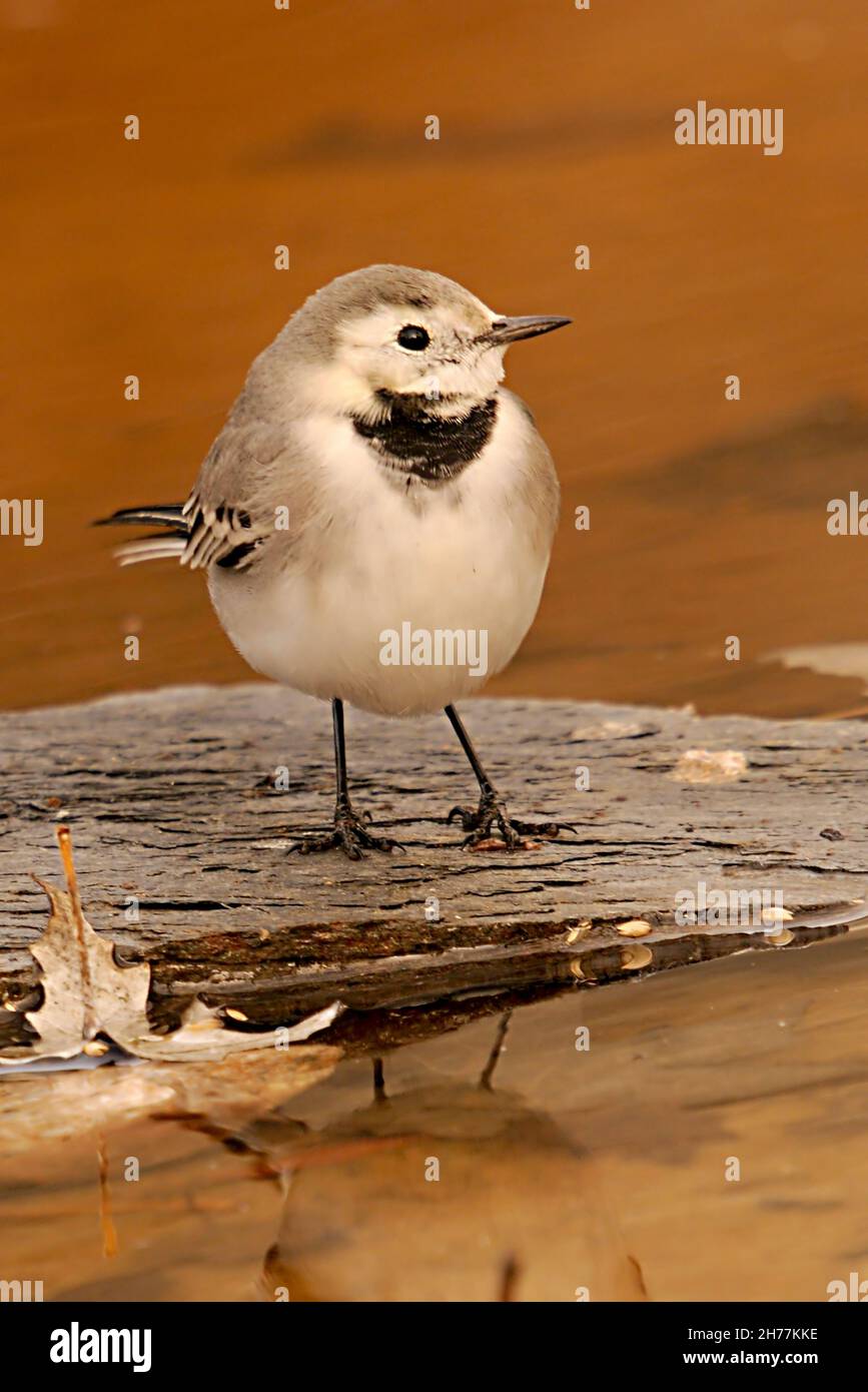Birds in their natural environment and in their environment Stock Photo ...