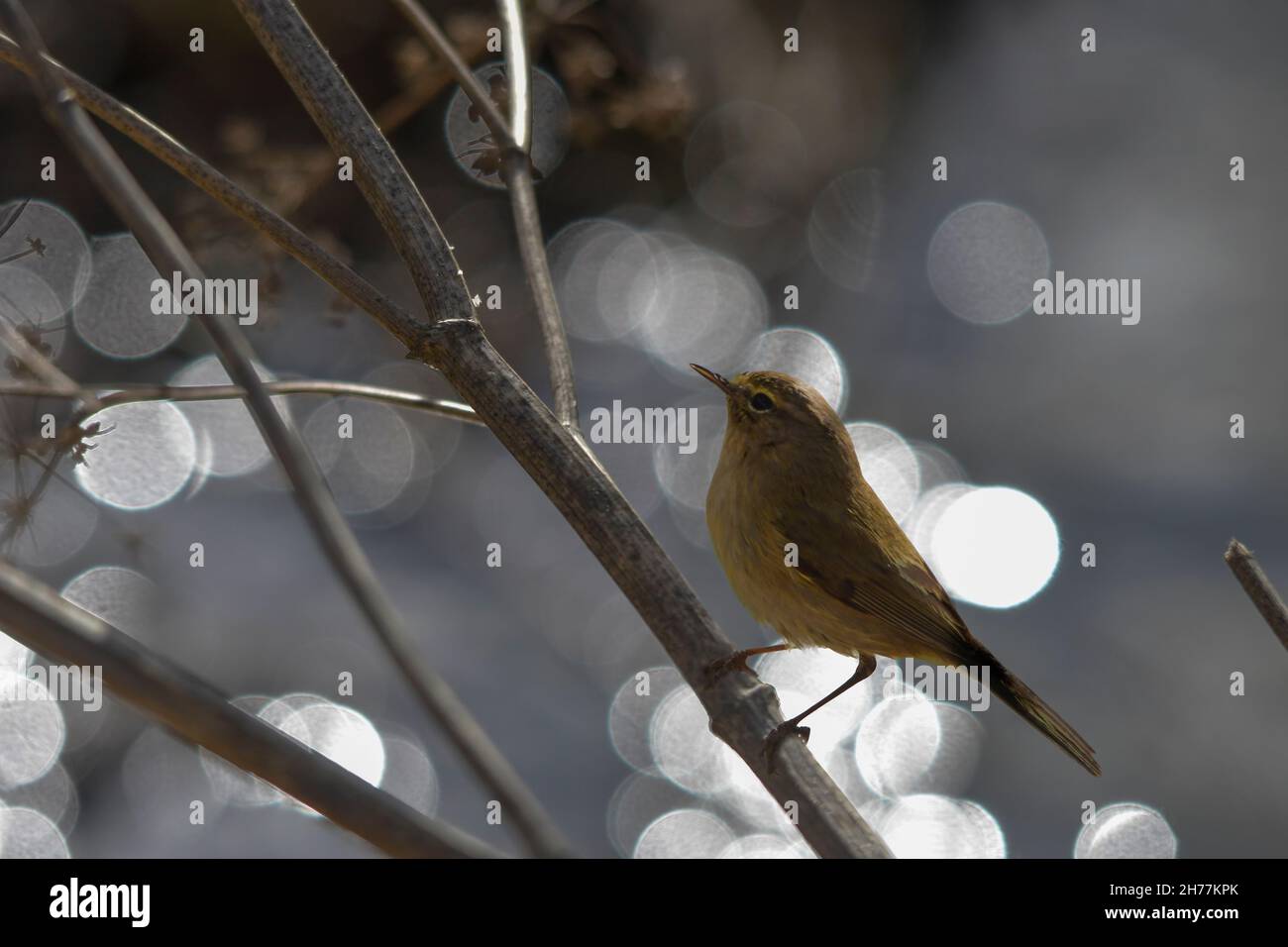 Birds in their natural environment and in their environment Stock Photo ...
