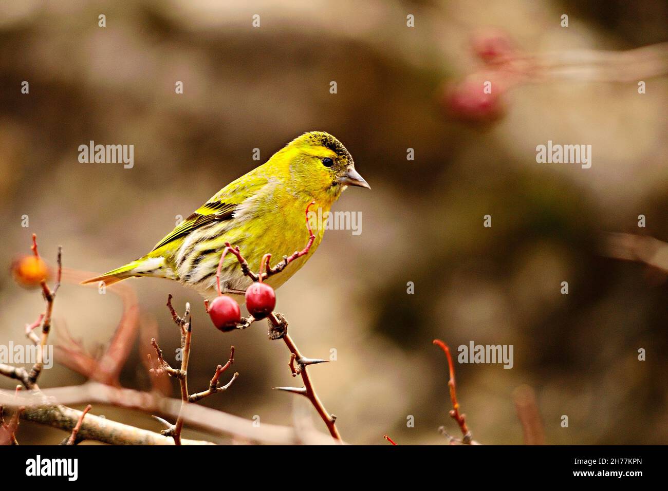 Birds in their natural environment and in their environment Stock Photo ...