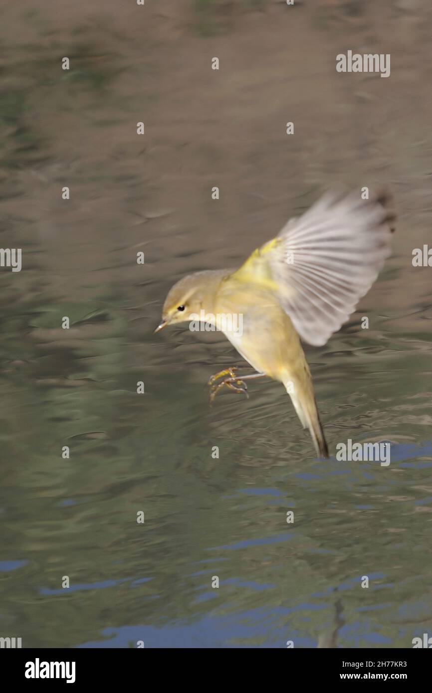 Birds in their natural environment and in their environment Stock Photo ...