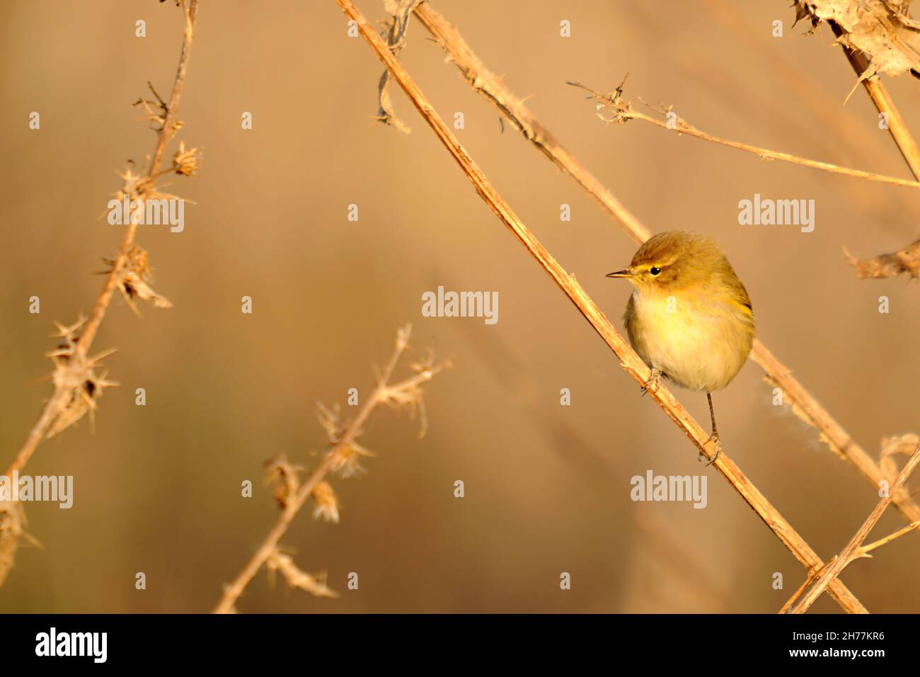 Birds in their natural environment and in their environment Stock Photo ...
