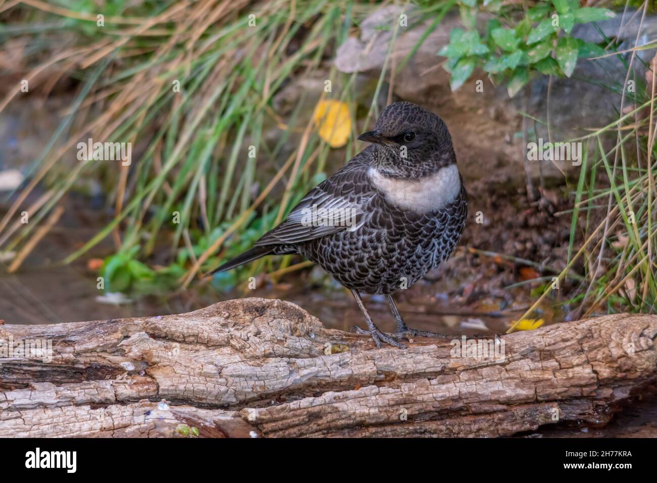 Birds in their natural environment and in their environment Stock Photo ...