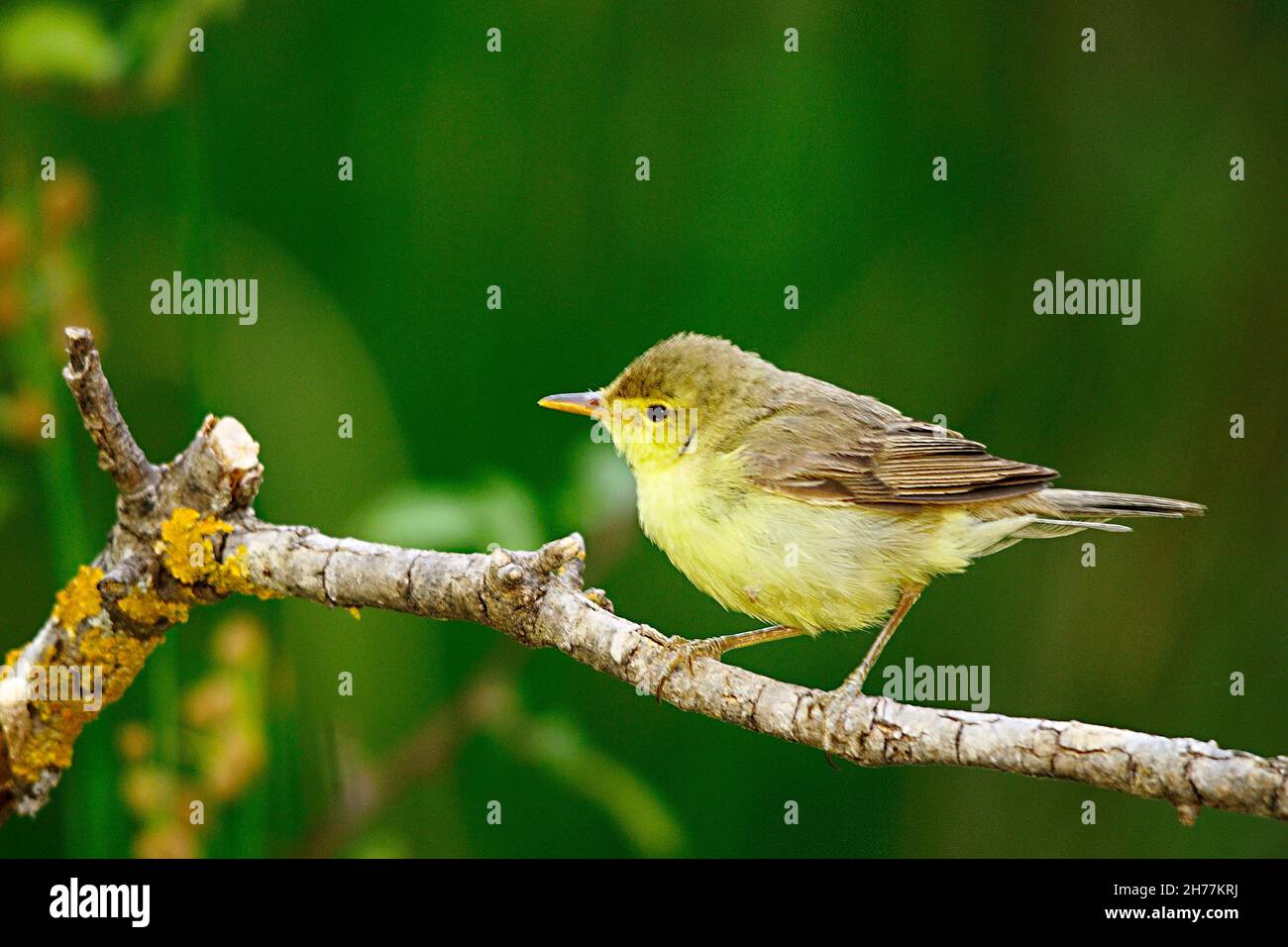 Birds in their natural environment and in their environment Stock Photo ...