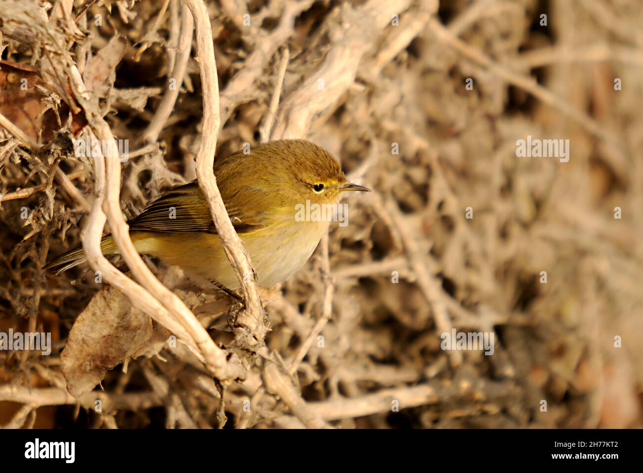 Birds in their natural environment and in their environment Stock Photo ...