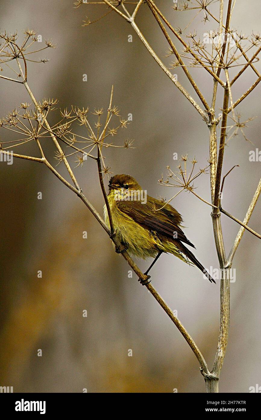 Birds in their natural environment and in their environment Stock Photo ...