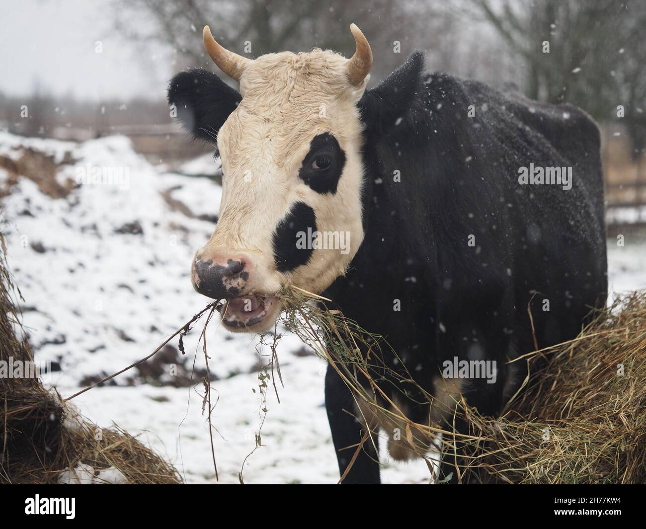 Cow eats hay in winter pasture Stock Photo - Alamy