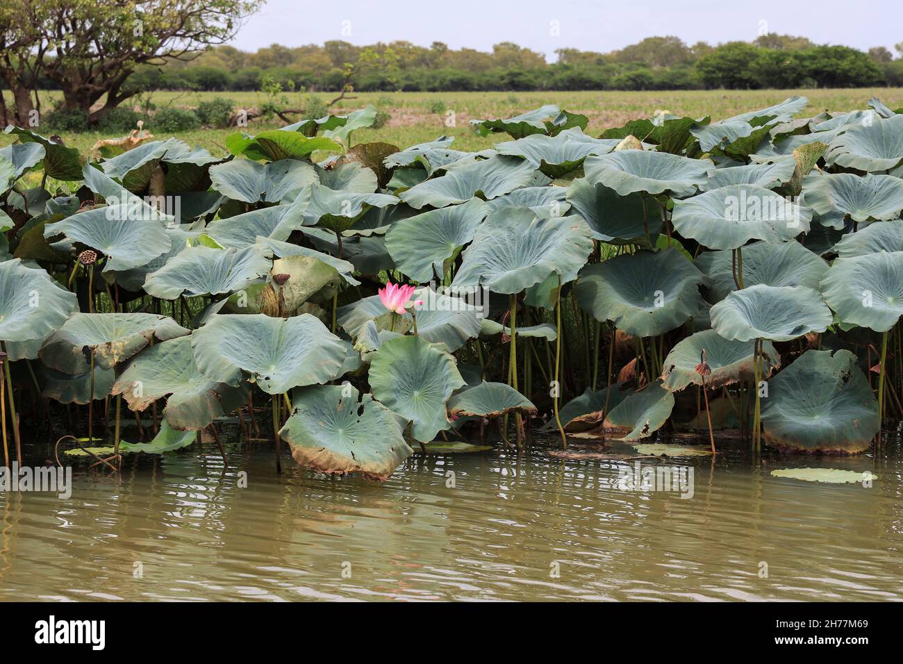 Australian wetland scenery hi-res stock photography and images - Alamy
