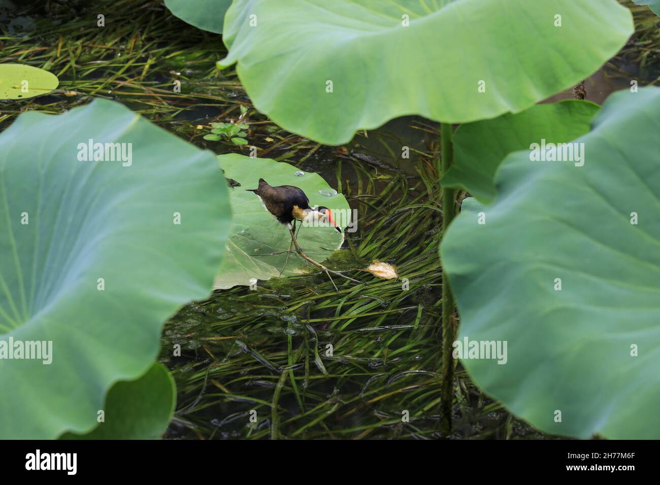 The comb-crested Jacana on lily leaves Yellow Water Billabong,Kakadu ...