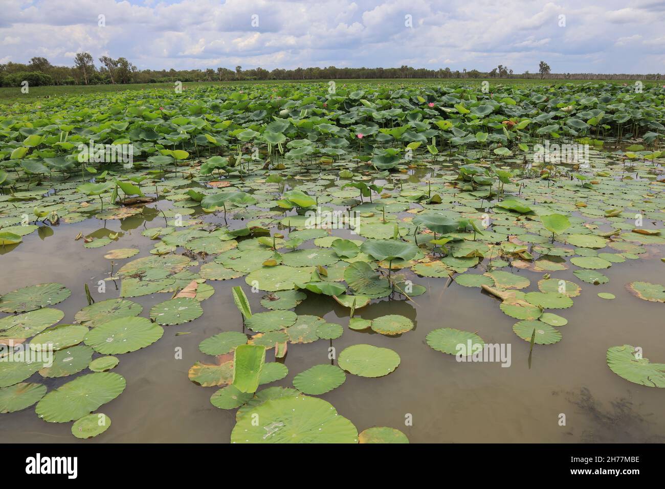 Australian wetland scenery hi-res stock photography and images - Alamy