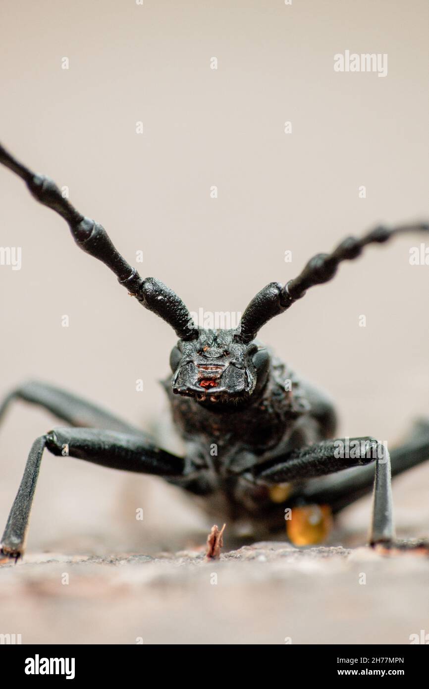 The macro shot the Cerambyx cerdo, commonly known as the great ...