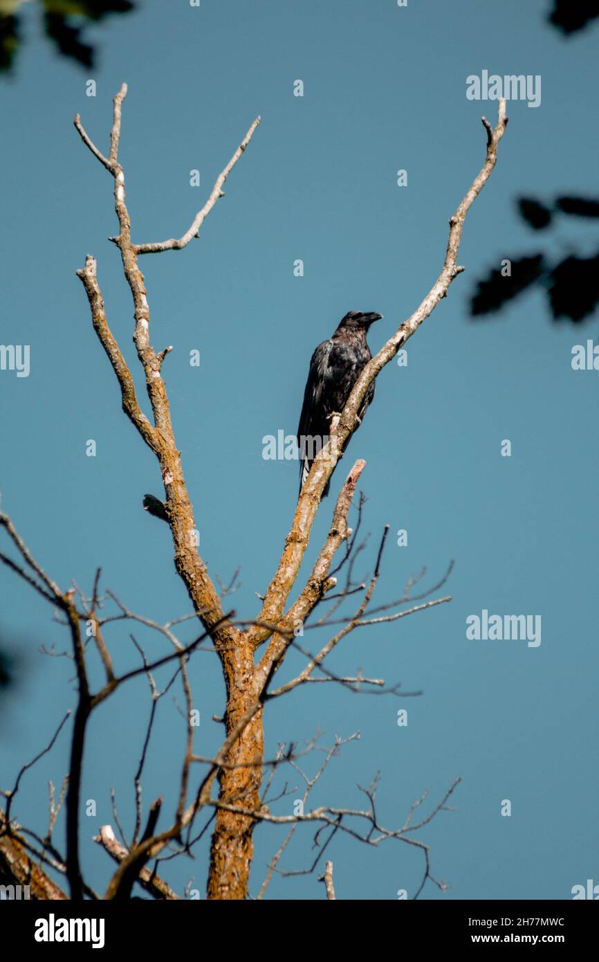 The vertical low angle shot of the black raven sitting on a bald tree ...