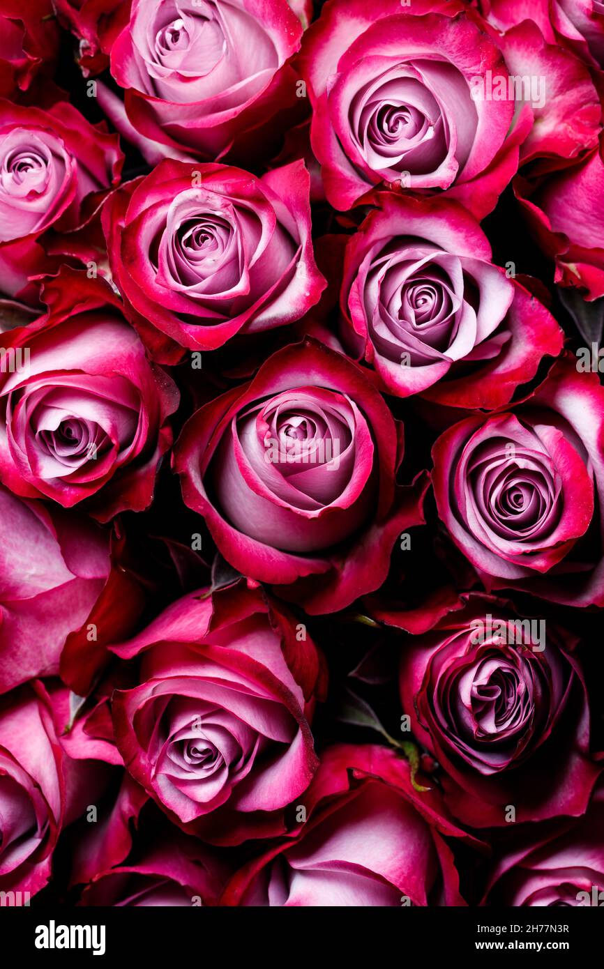 Big bunch of multiple red roses from top hi-res stock photography and ...