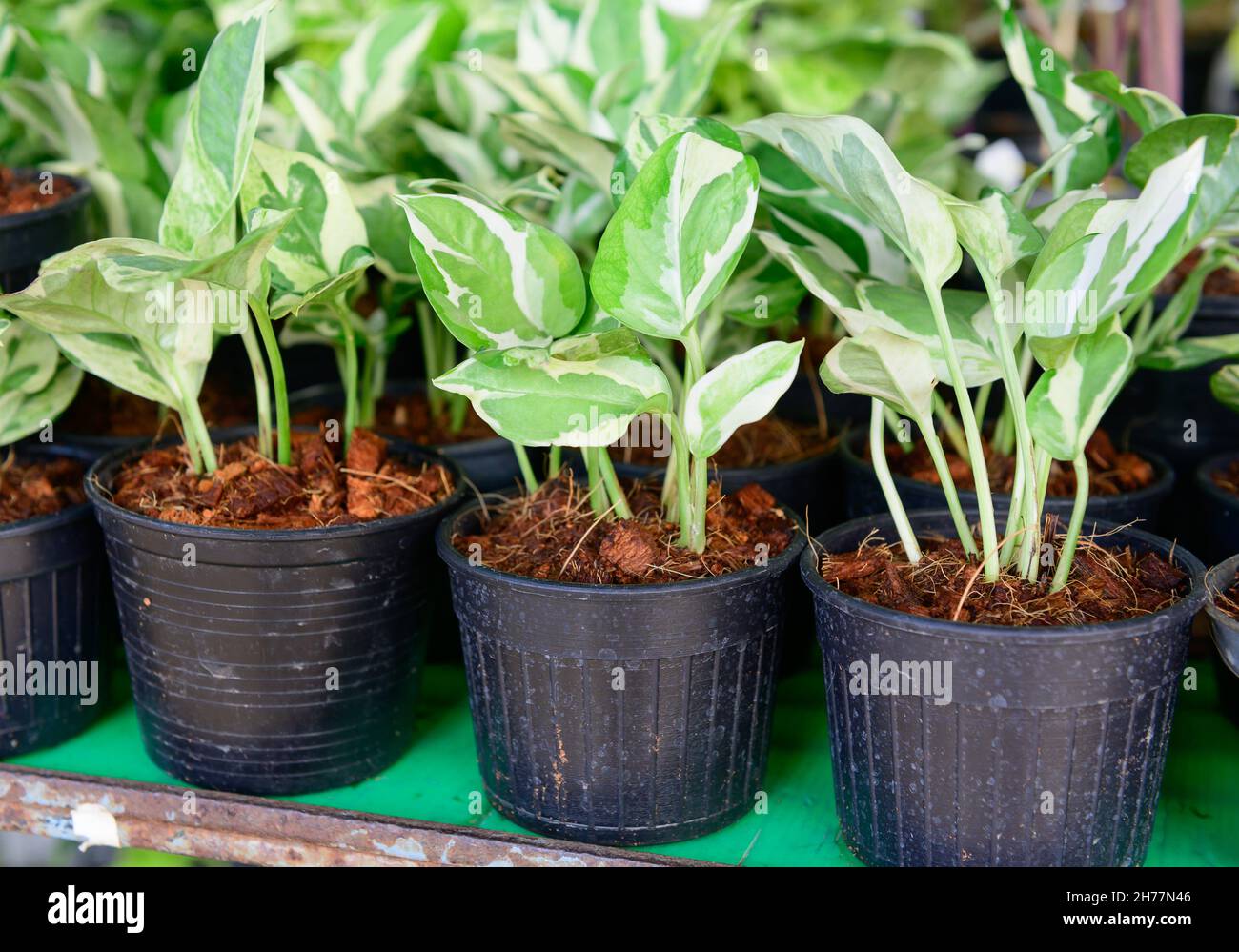 Spotted betel plant in pot for sale on market Stock Photo - Alamy