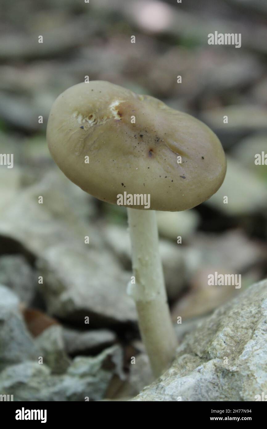 Single mushroom hi-res stock photography and images - Alamy